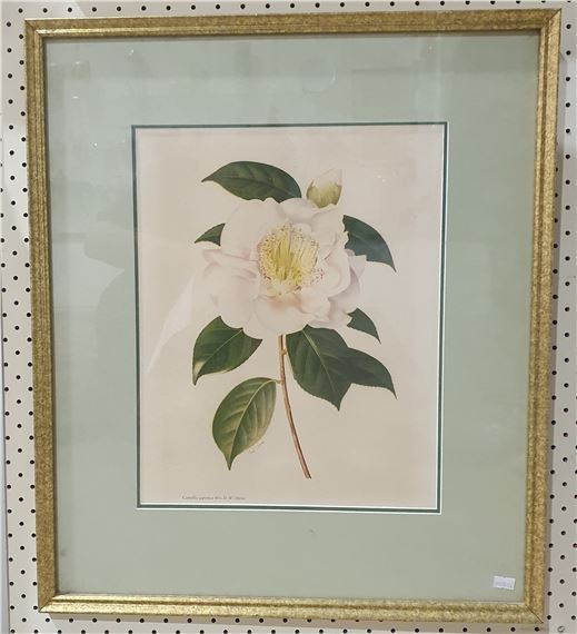 Paul Jones | 'Camellia Japonica Mrs. D. W. Davis' | MutualArt