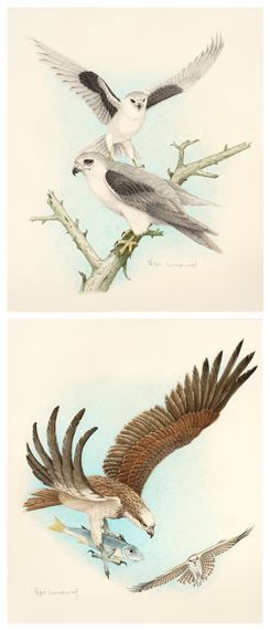 Peter Longhurst | (2 works) - Letter Winged Kites and Australian ...