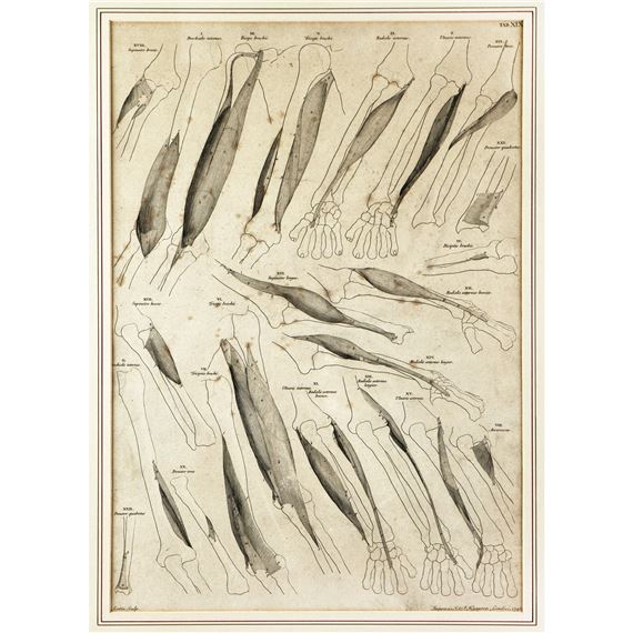 Bernhard Siegfried Albinus | M sculos y huesos | MutualArt