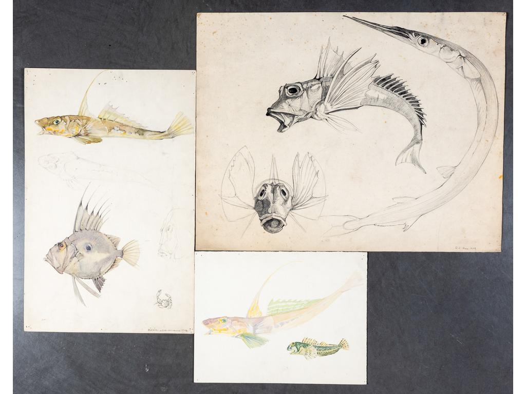 Jean Durand | Trois dessins d'étude de poissons | MutualArt