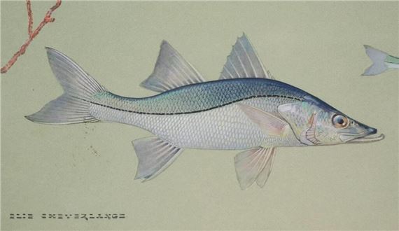 Elie Cheverlange | Elie Cheverlange Watercolor Fish | MutualArt