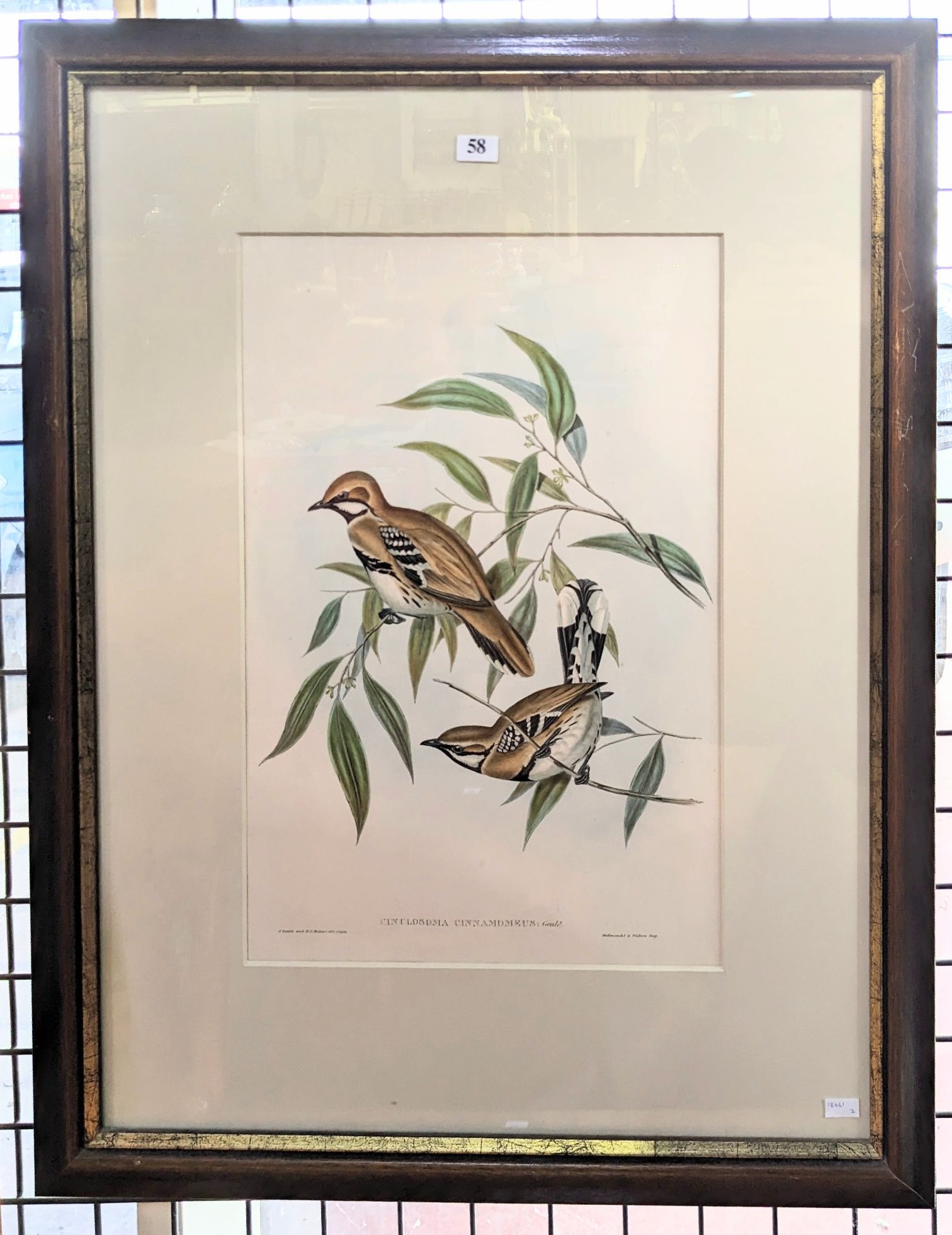 John Gould | Cinclosoma Cinnamomeus | MutualArt