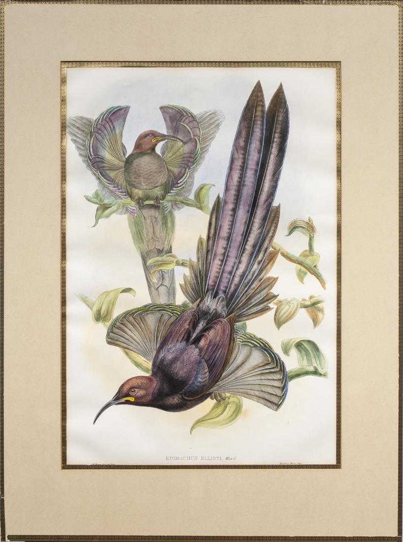 William Matthew Hart | Birds of Paradise | MutualArt