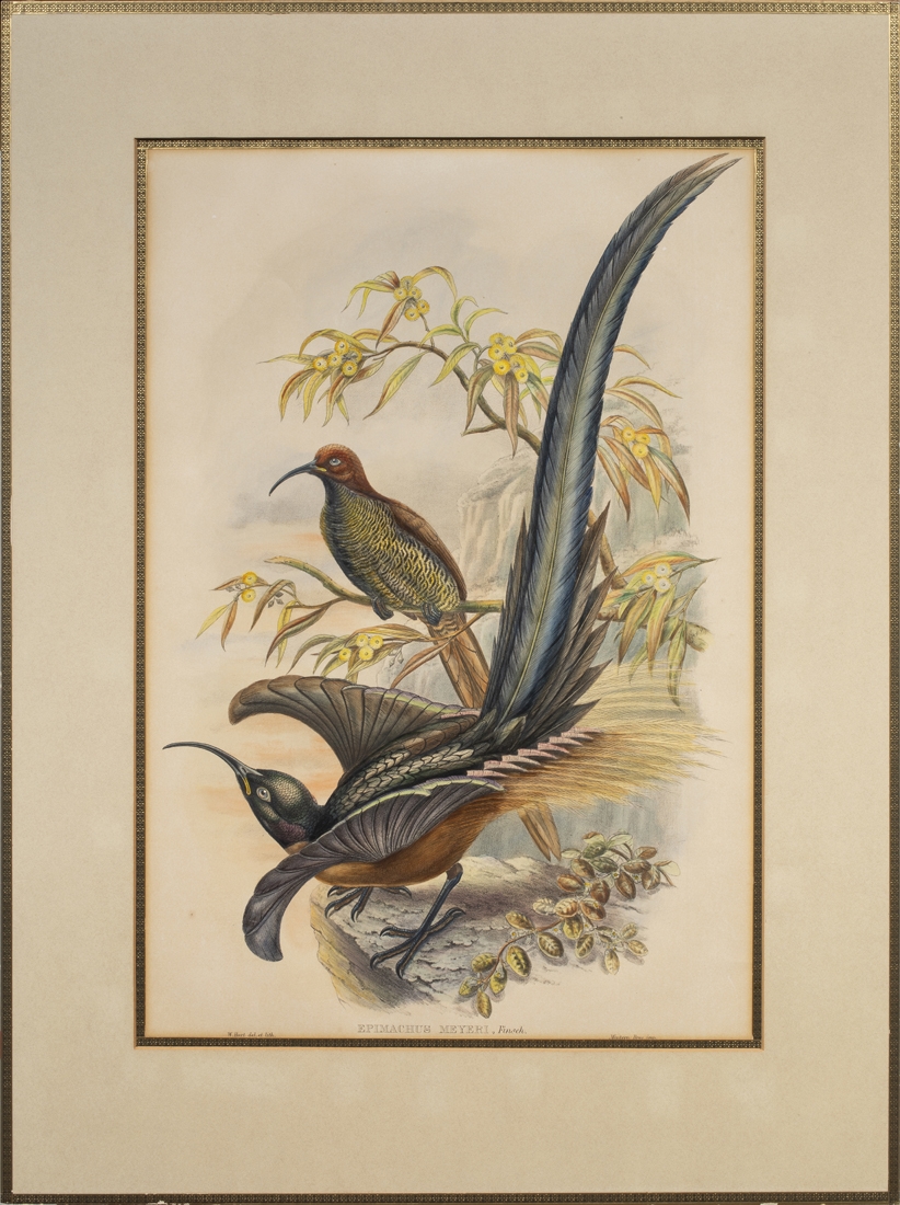 William Matthew Hart | Birds of Paradise | MutualArt