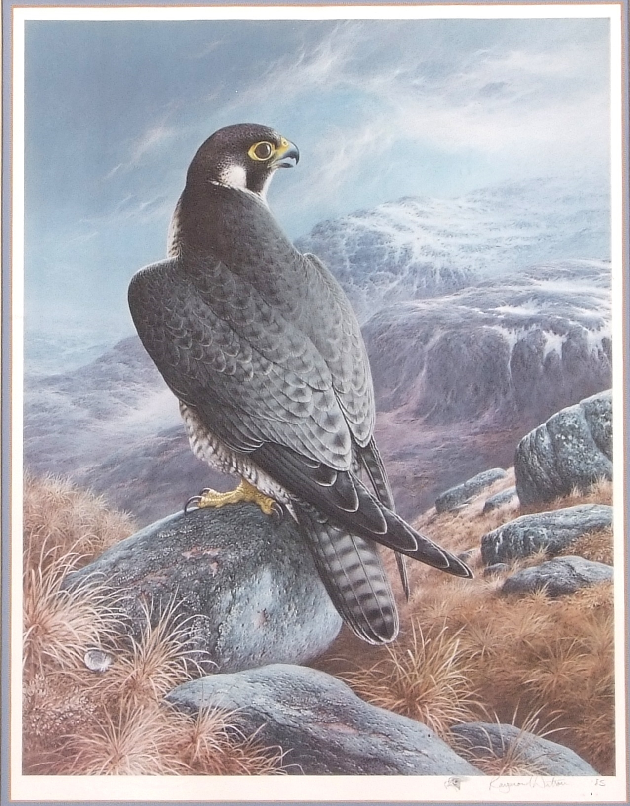Raymond C. Watson | The Peregrine Falcon | MutualArt