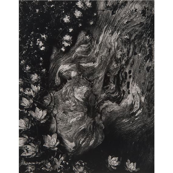 Edward Weston | CYPRESS ROOT AND SUCCULENTS, POINT LOBOS, 1930 (1930 ...