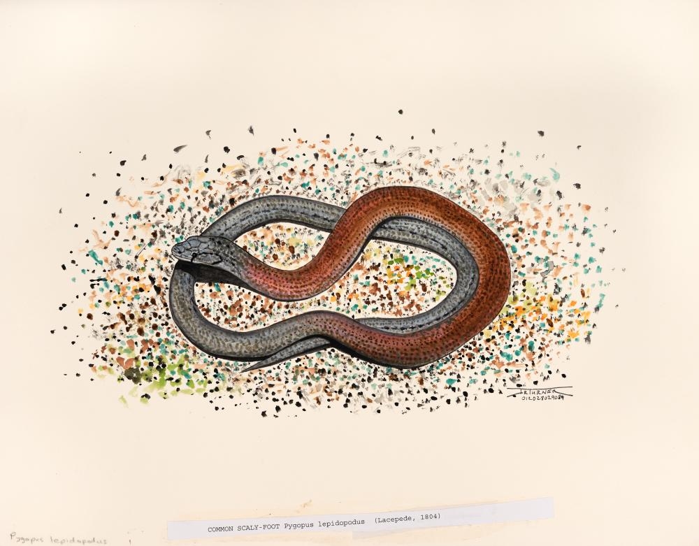 Jim Turner | Snake Studies (8 works) | MutualArt