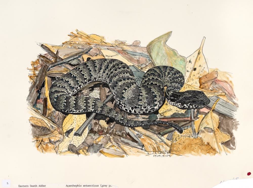 Jim Turner | Snake Studies (8 works) | MutualArt