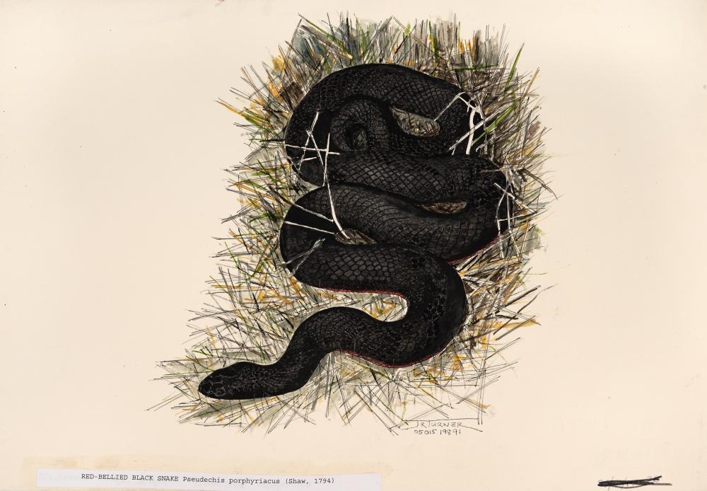 Jim Turner | Snake Studies (8 works) | MutualArt