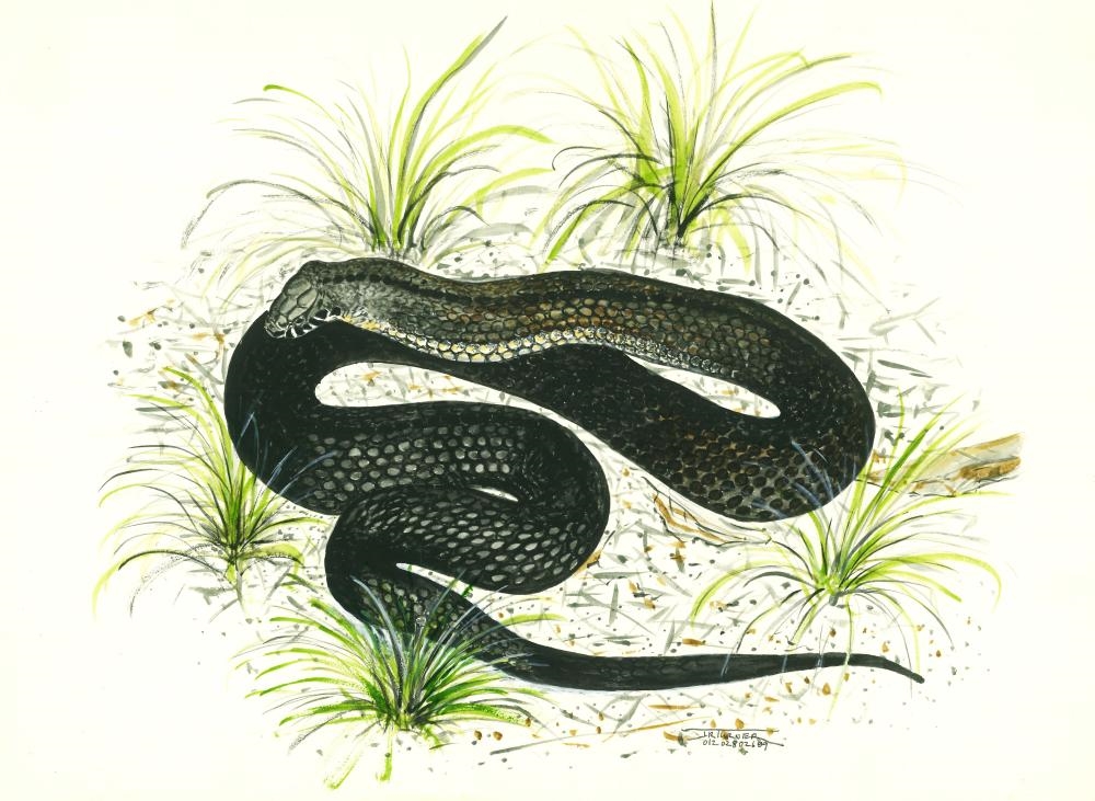 Jim Turner | Snake Studies (8 works) | MutualArt