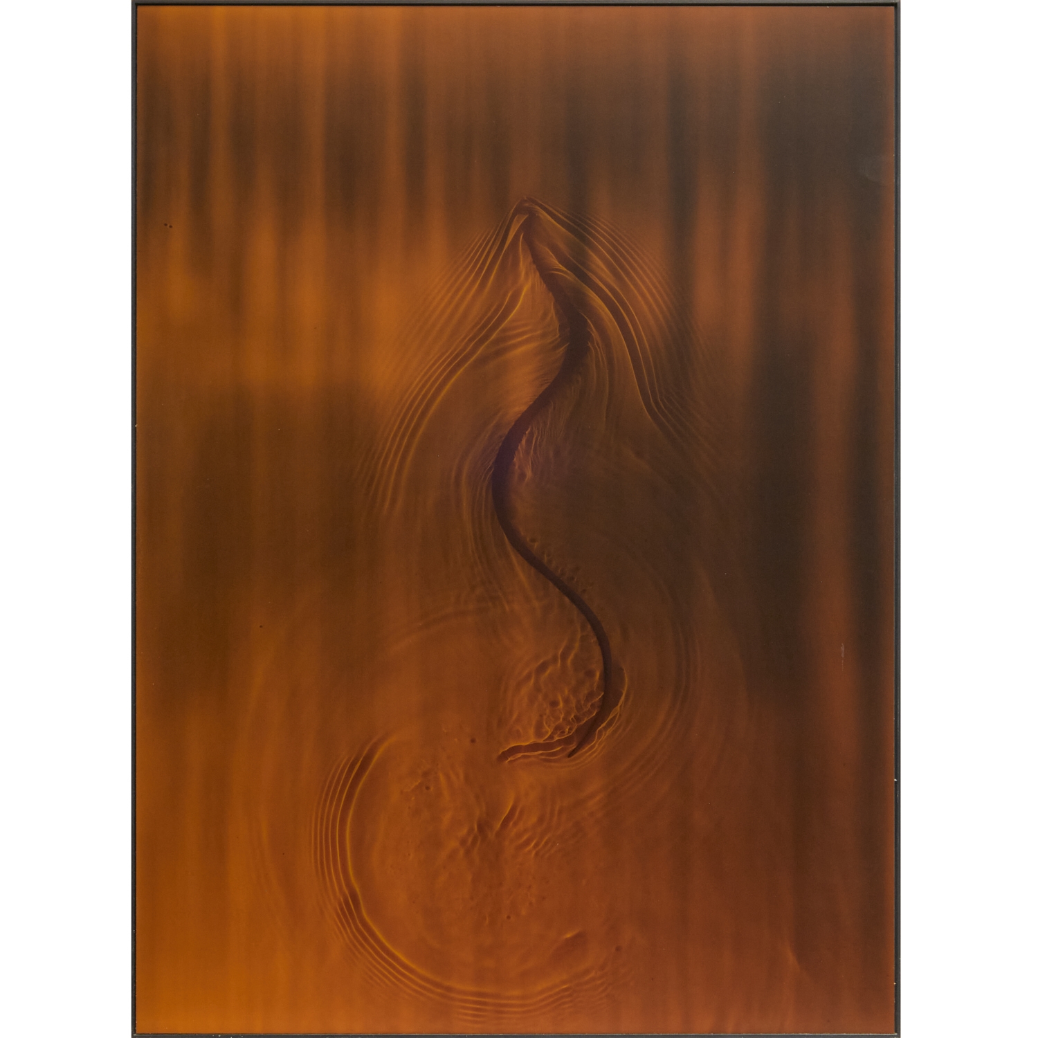 Adam Fuss | Untitled (Large Flowers, Plants) (1994) | MutualArt