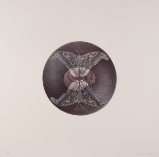 Petr Nikl | Atlas velký: Hadí motýl I. (2019) | MutualArt