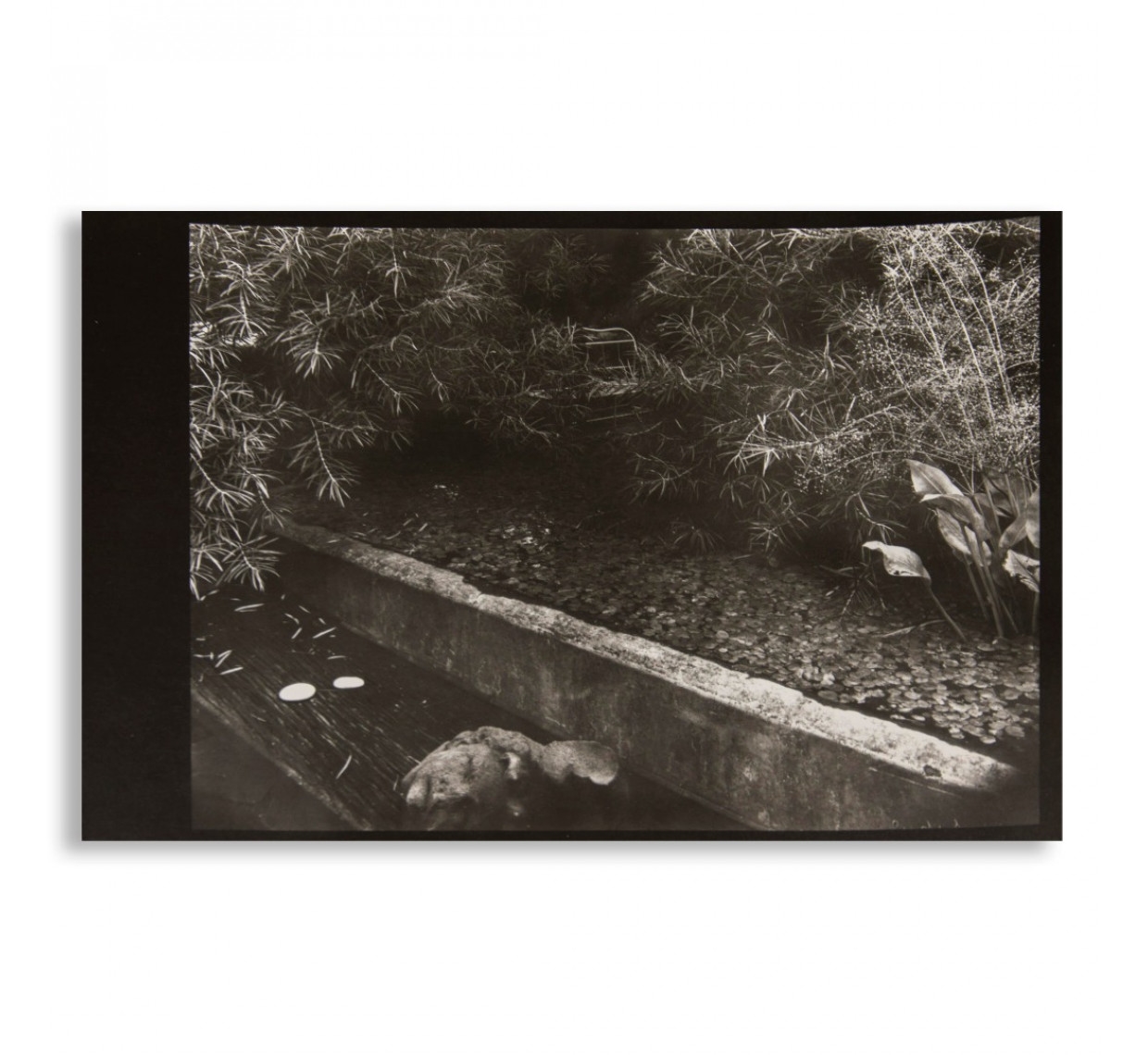 Josef Sudek | Sans titre. La forêt de Mionsi 13ème version | MutualArt