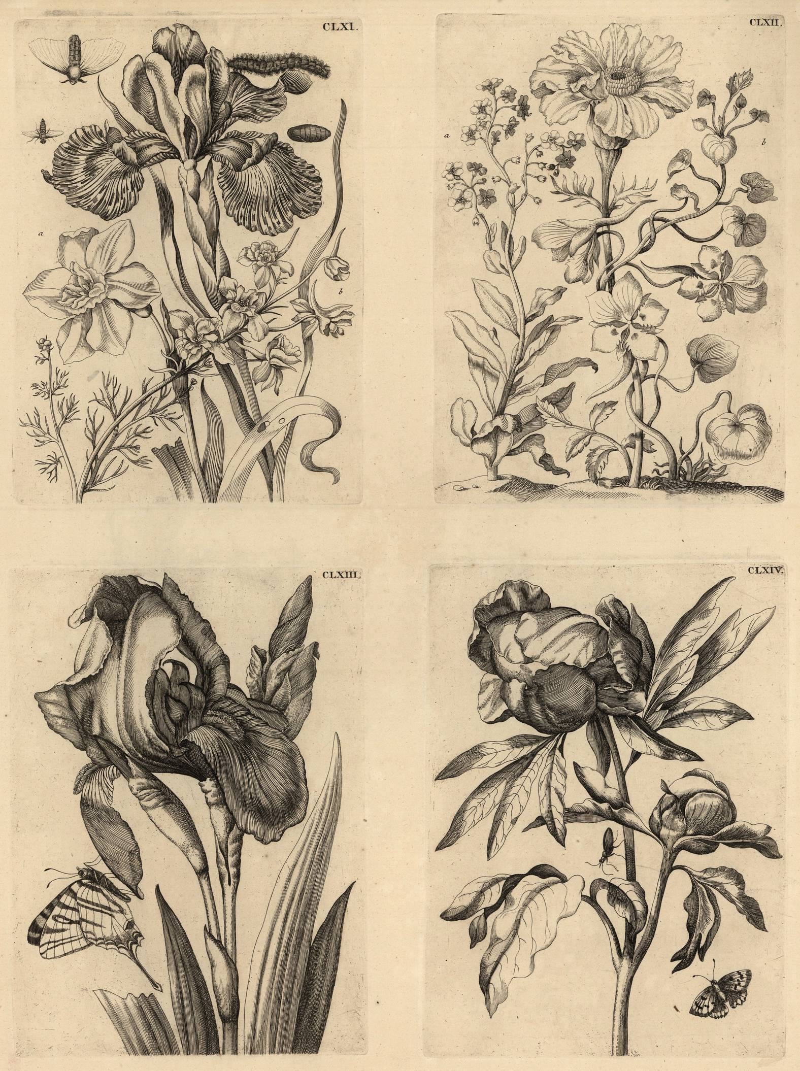 Maria Sibylla Merian | Merian, Maria Sibylla (1647-1717). | MutualArt