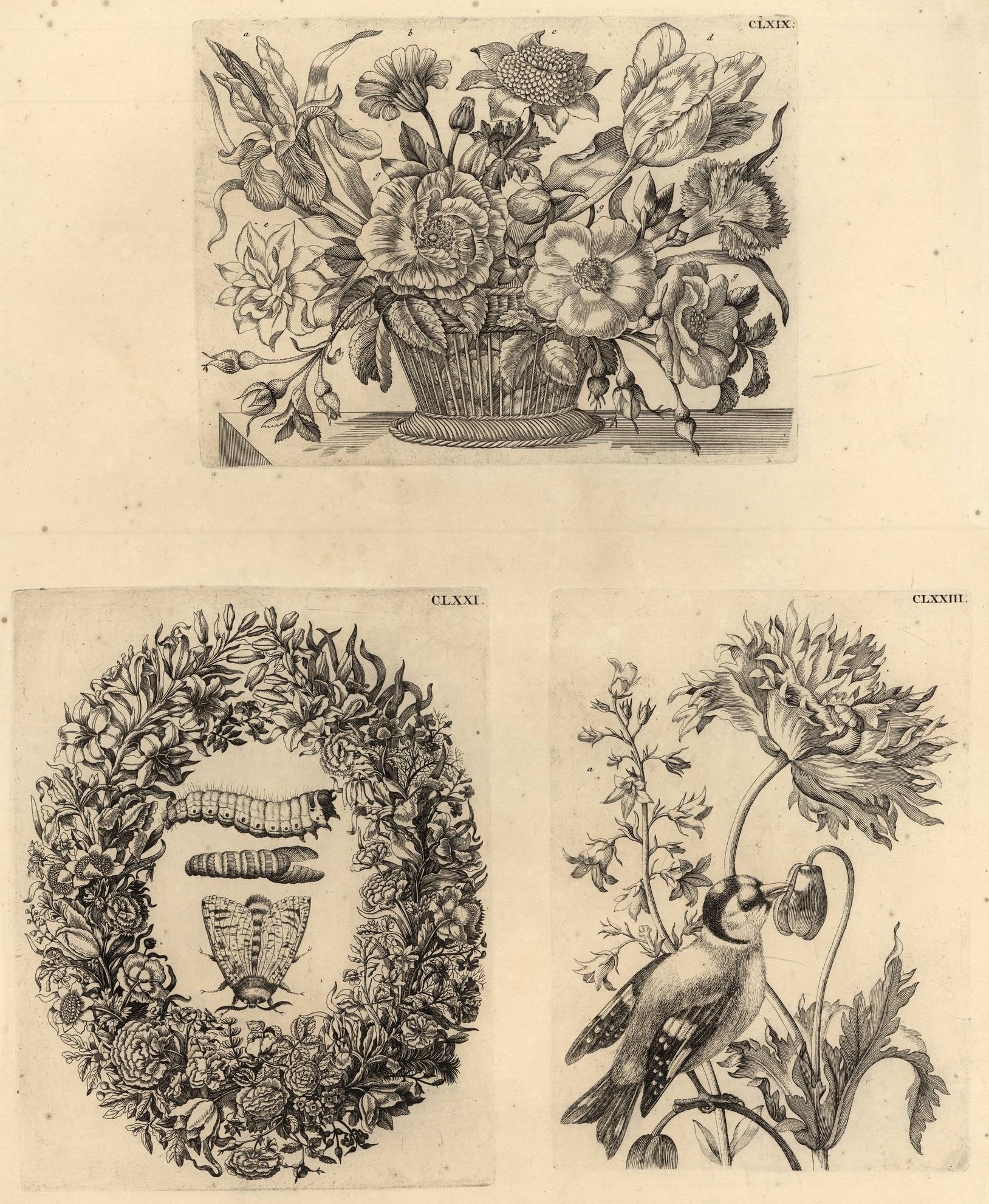 Maria Sibylla Merian | Merian, Maria Sibylla (1647-1717). | MutualArt