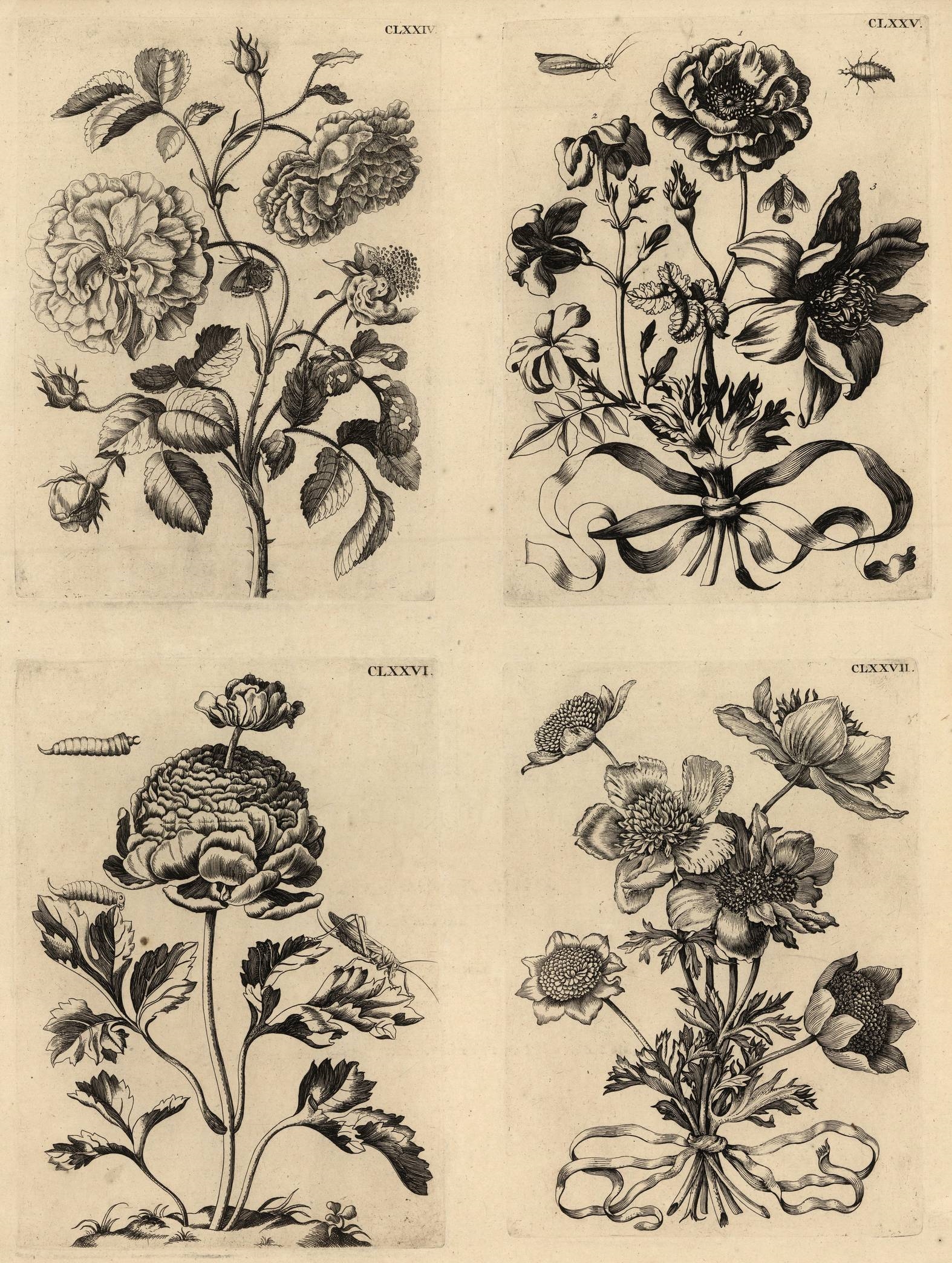 Maria Sibylla Merian | Merian, Maria Sibylla (1647-1717). | MutualArt