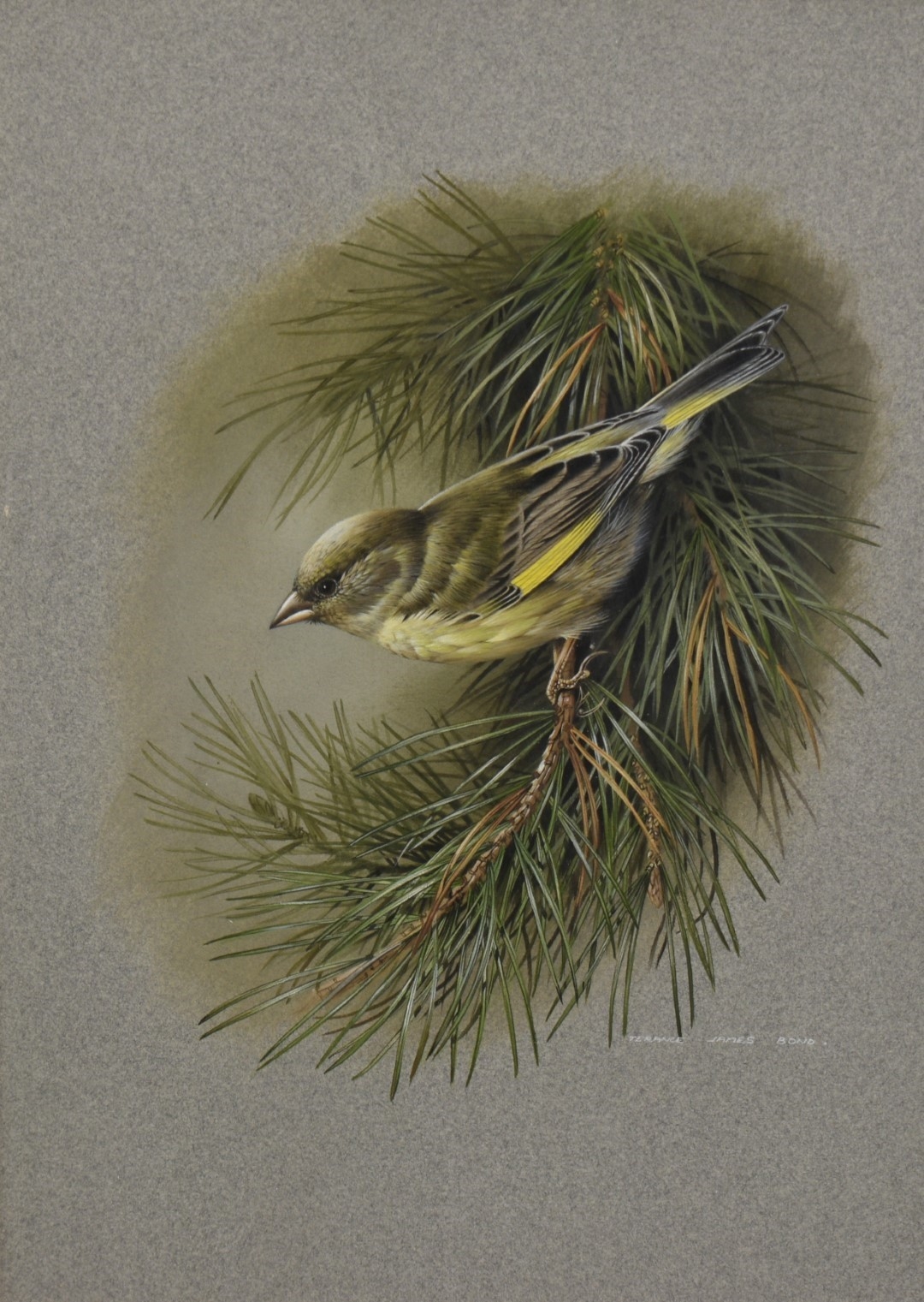 Terence James Bond | Study of a goldfinch (1974) | MutualArt