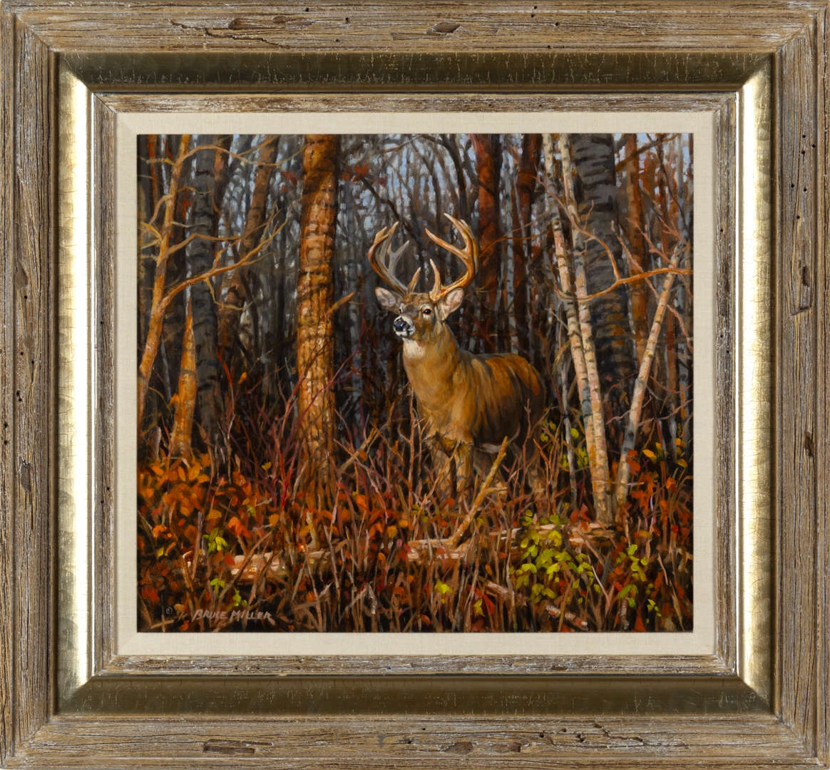 Bruce Miller | ), Northern Whitetail | MutualArt