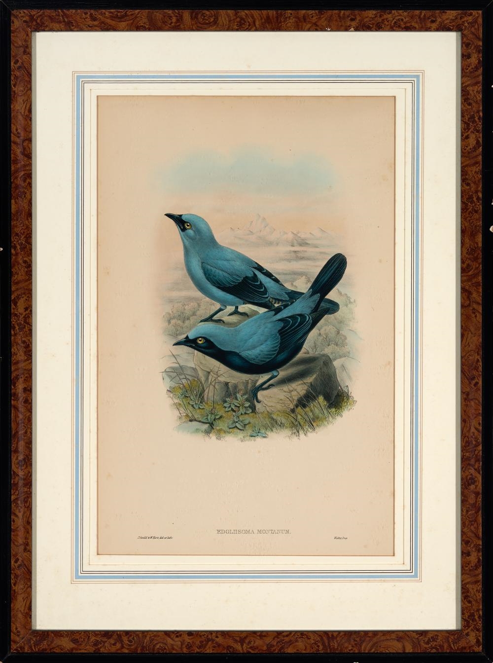 Gould & Hart | Mt Arfak Cuckoo-Shrike | MutualArt
