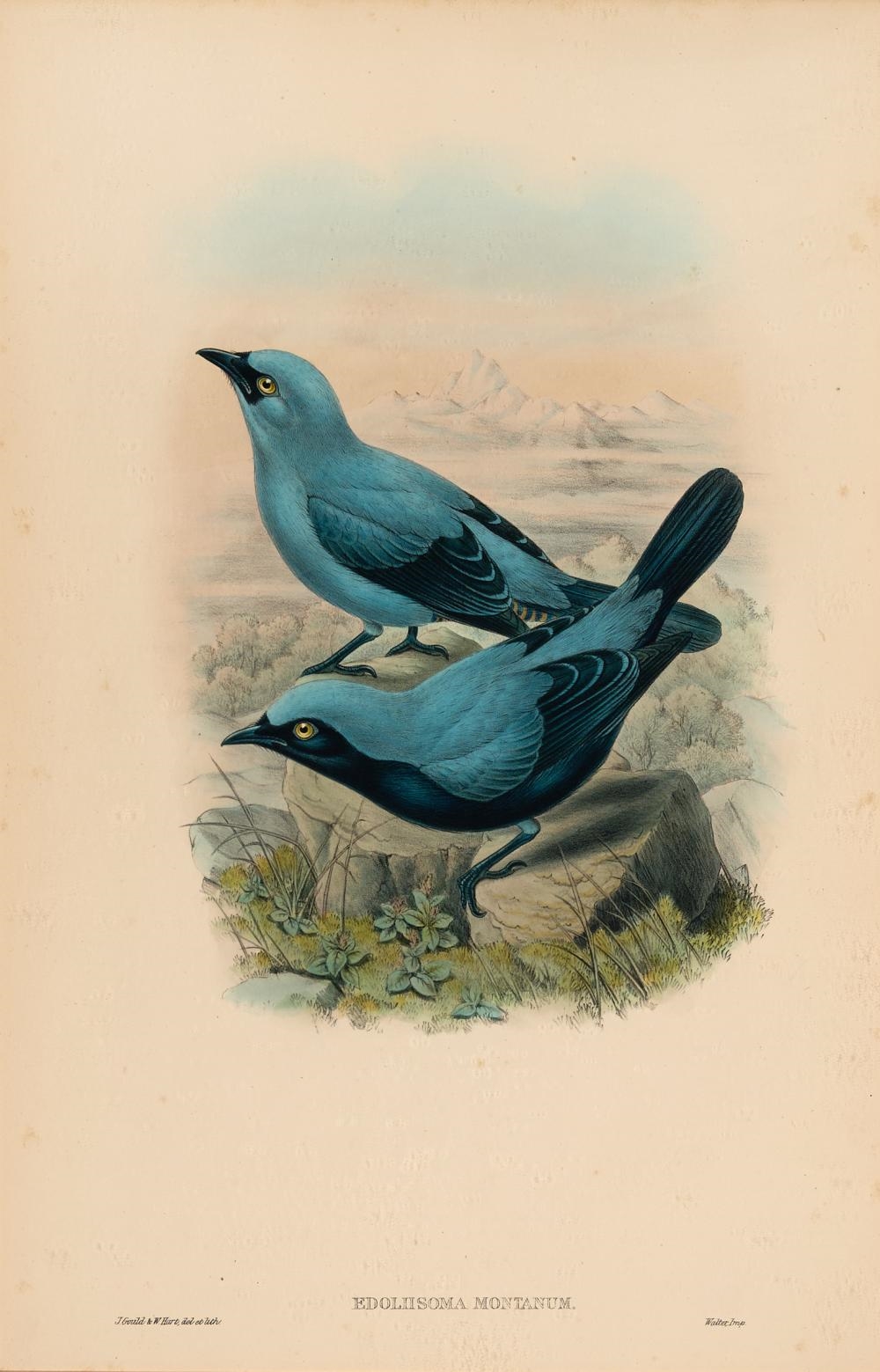 Gould & Hart | Mt Arfak Cuckoo-Shrike | MutualArt