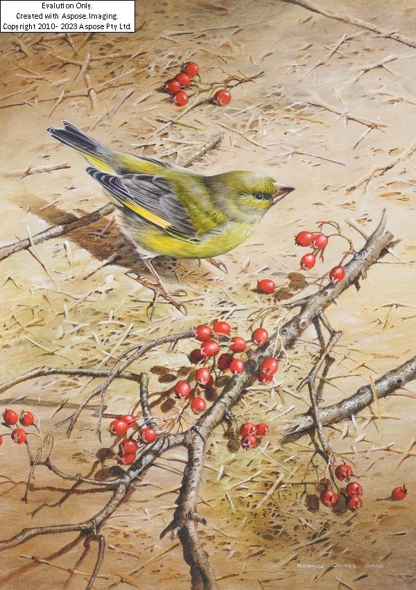 Terence James Bond | Study of a goldfinch (1974) | MutualArt