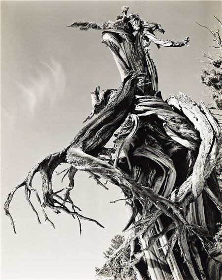 Edward Weston | EDWARD WESTON (1886-1958 (Circa 1938) | MutualArt