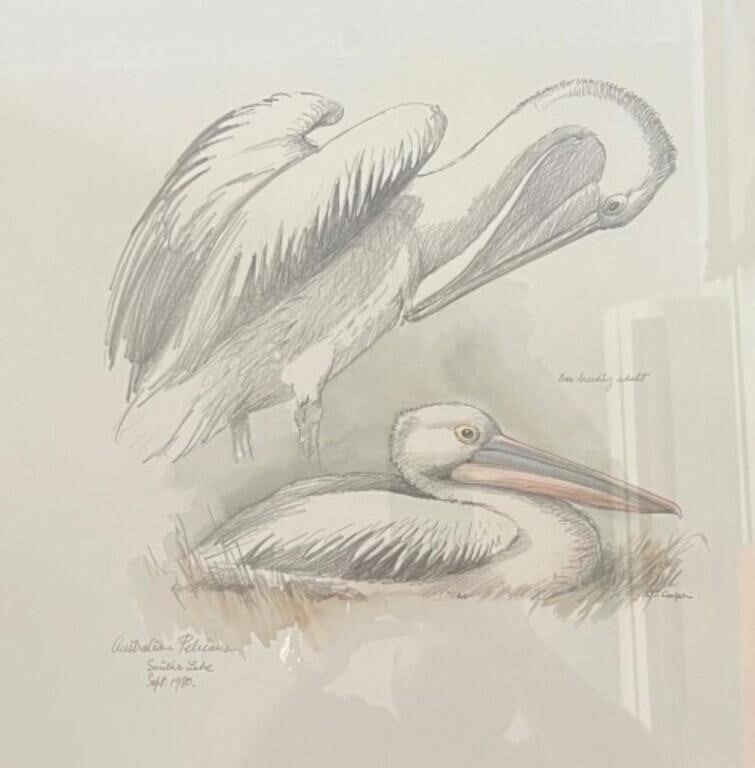 William T. Cooper | Australian Pelicans | MutualArt