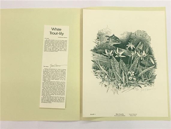 Jim Glover | Jim Glover Engraving, White Trout Lily (1958 - 2000 ...