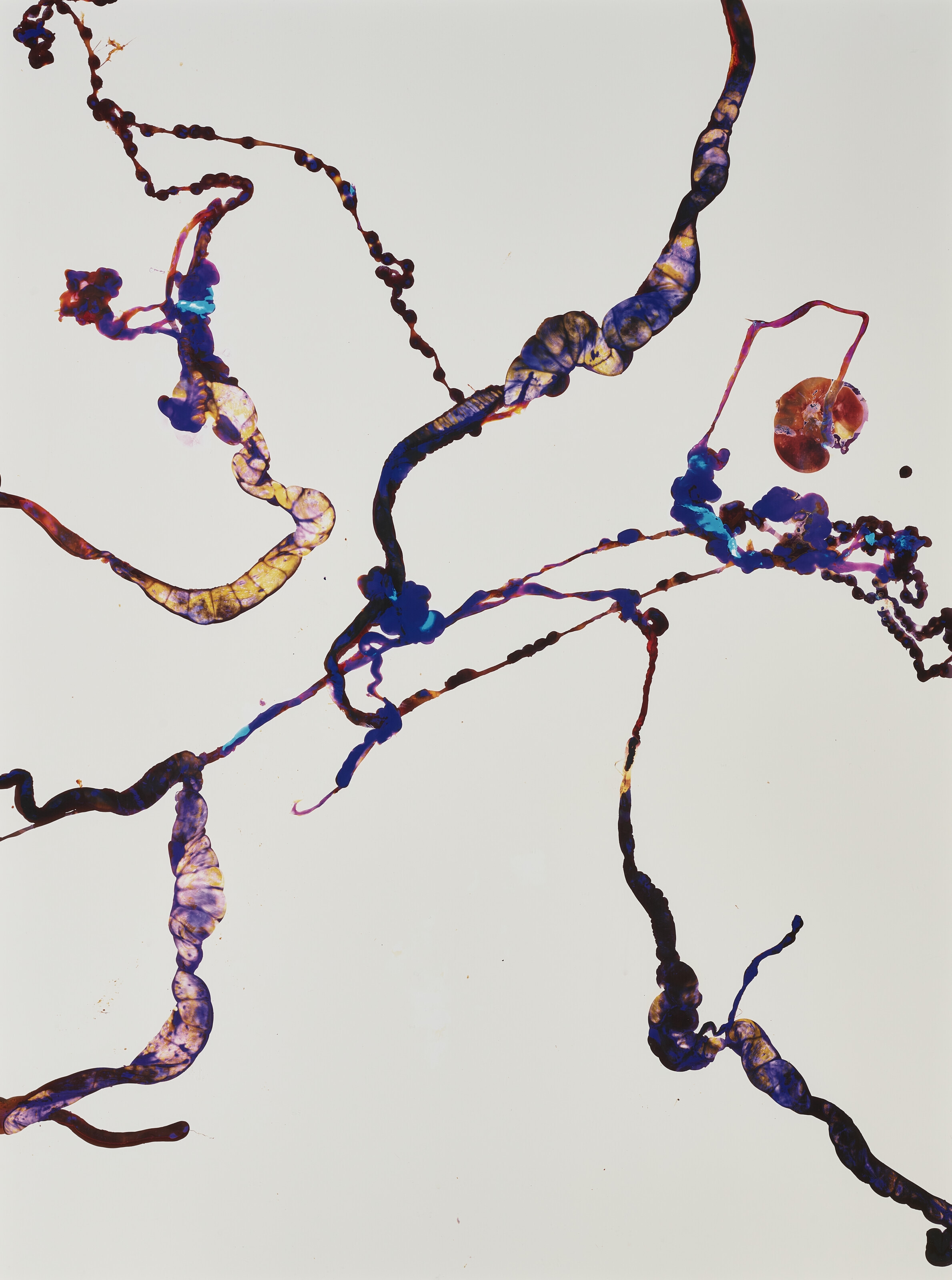 Adam Fuss | Untitled (Large Flowers, Plants) (1994) | MutualArt