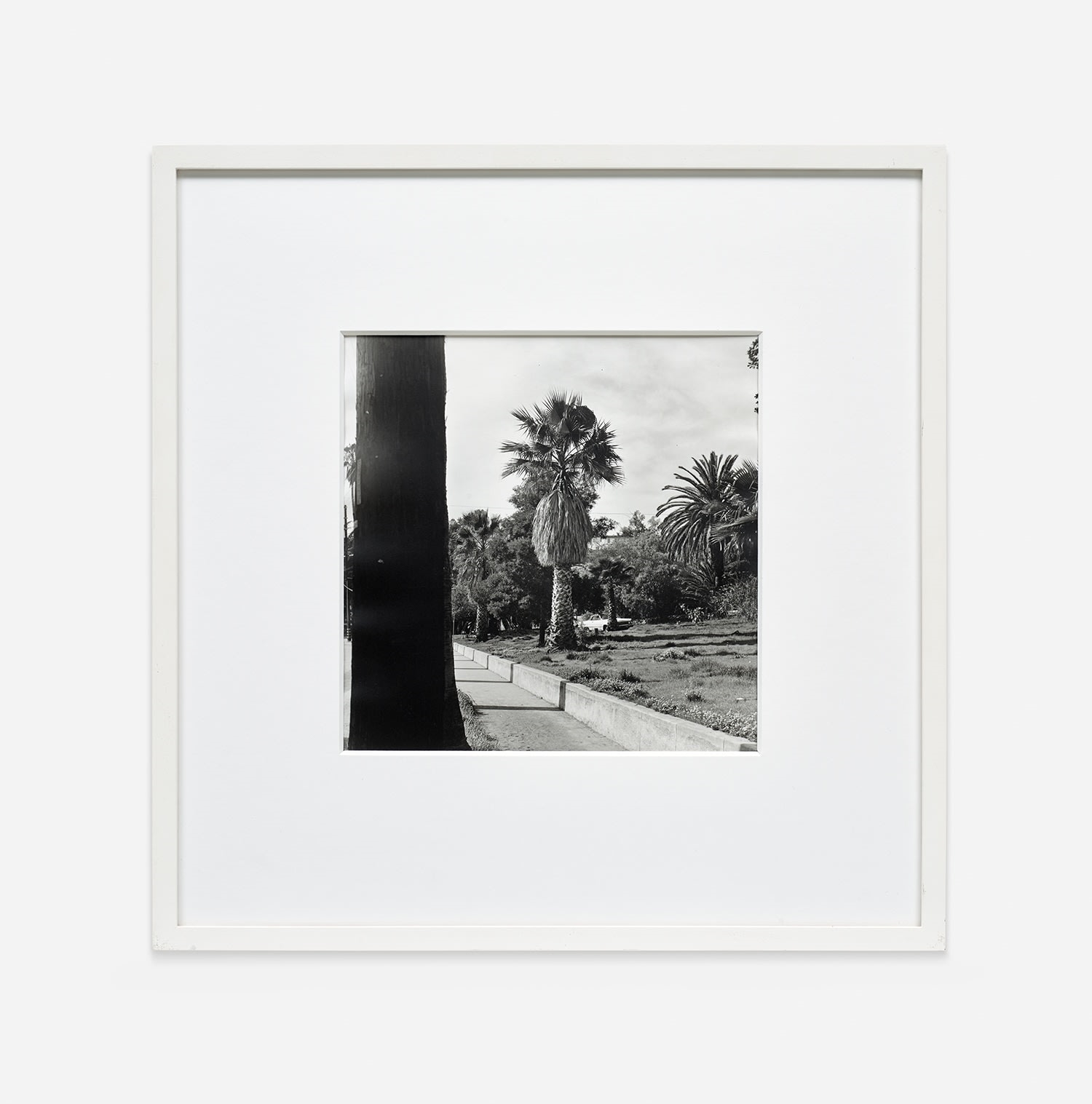 Ed Ruscha | Palm Trees | MutualArt