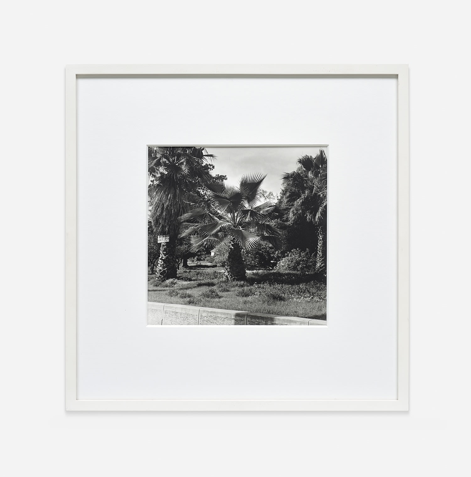 Ed Ruscha | Palm Trees | MutualArt