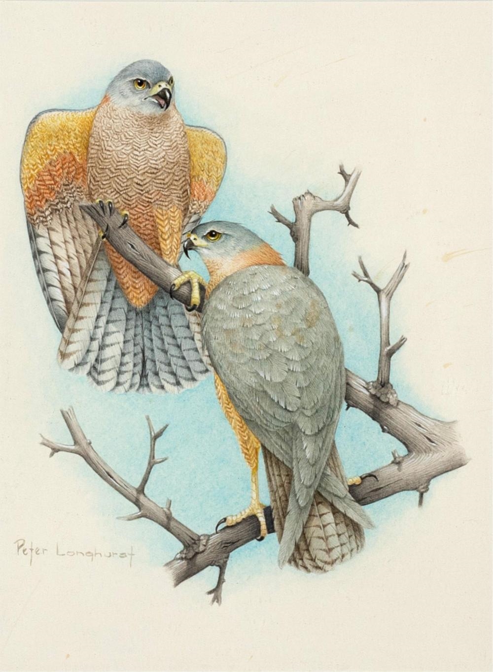 Peter Longhurst | Brown Goshawk & Spotted Harrier (2works) | MutualArt