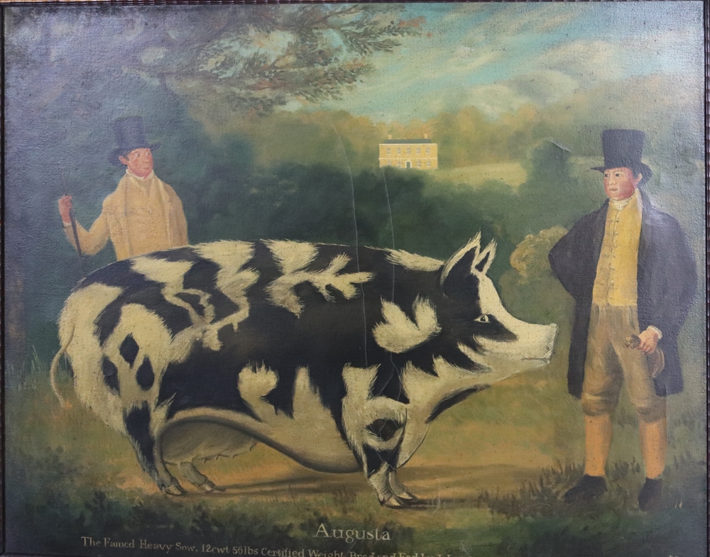 Dan Dunton | Augusta The Famed Heavy Sow 12cwt 56 lbs Certified Weight ...