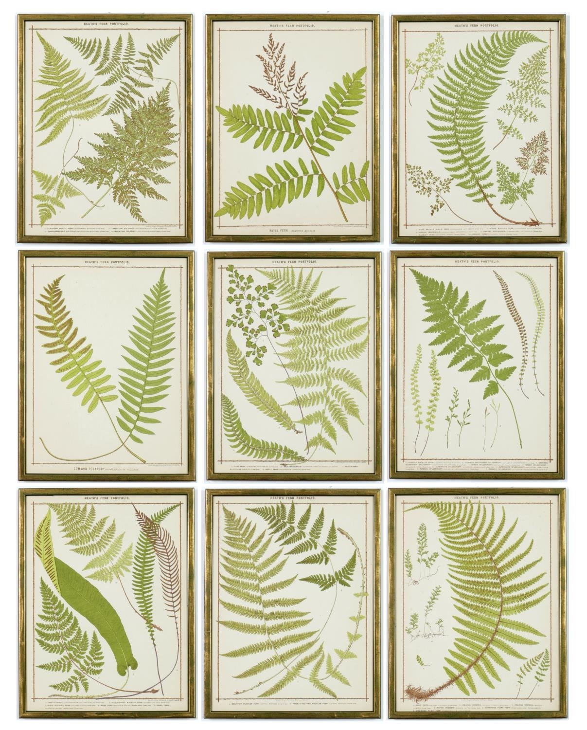 Francis George | A SET OF LATETH CENTURY LIFE SIZE FERNS, Rare Francis ...