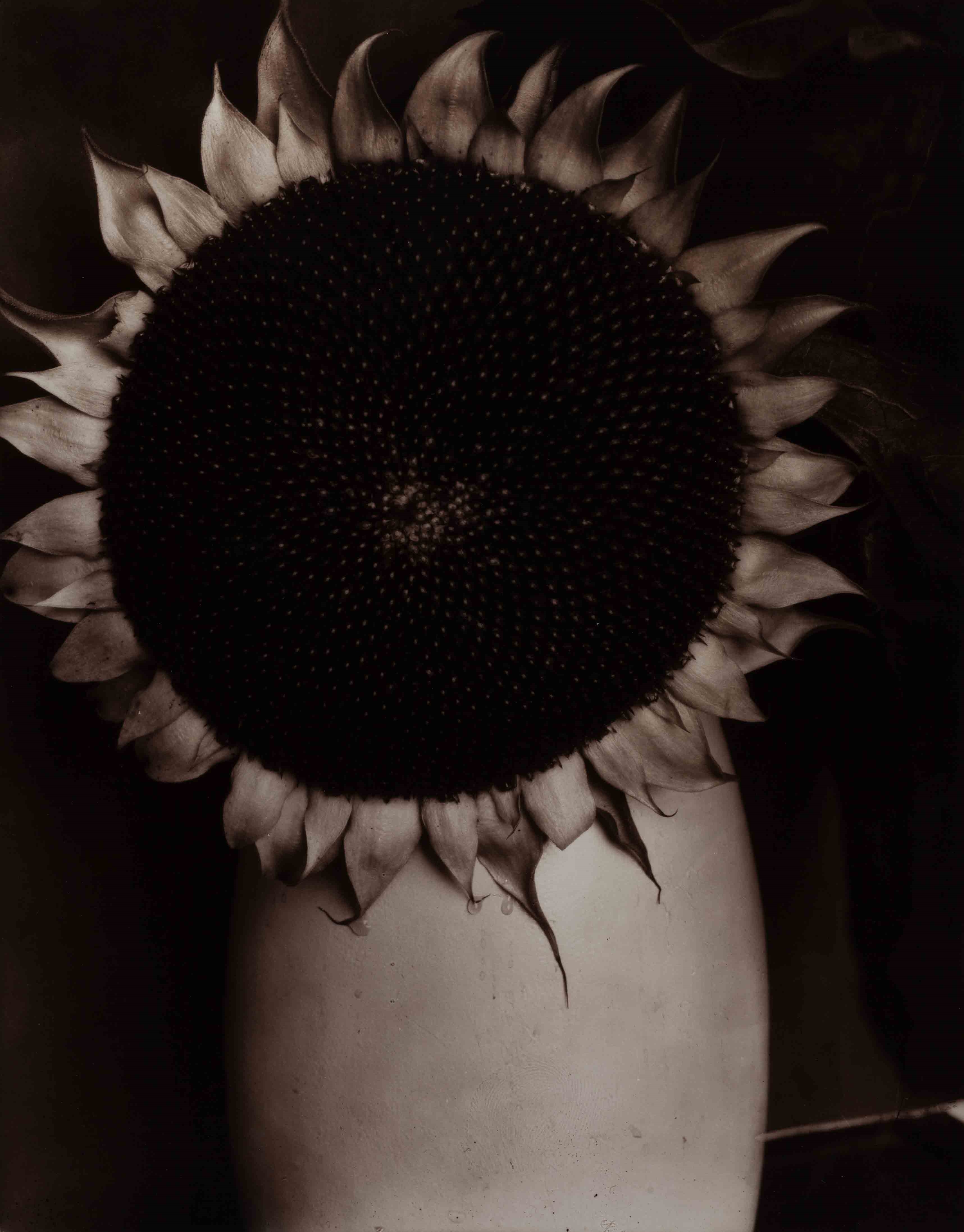 Edward Steichen | From the series 'Sunflower from seed to seed' | MutualArt