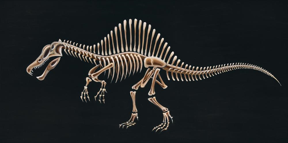 James Dominguez | Skeleton of Spinosaurus, 2024 (2024) | MutualArt