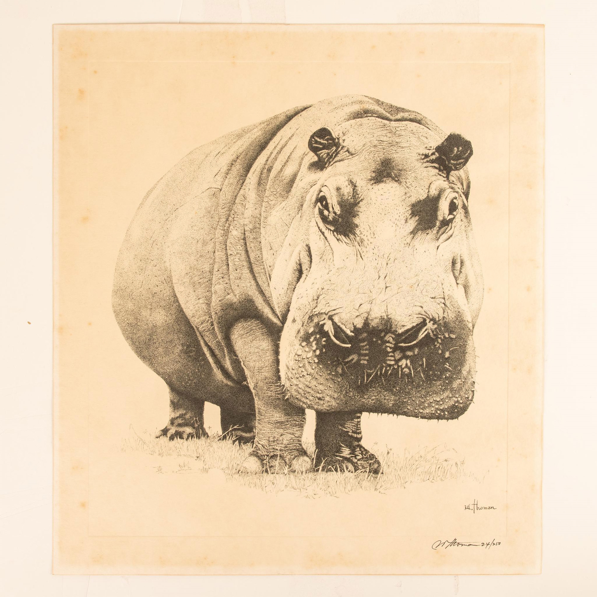 W. Thoman | W. Thoman, Original Etching on Paper, Rhinoceros, Signed ...