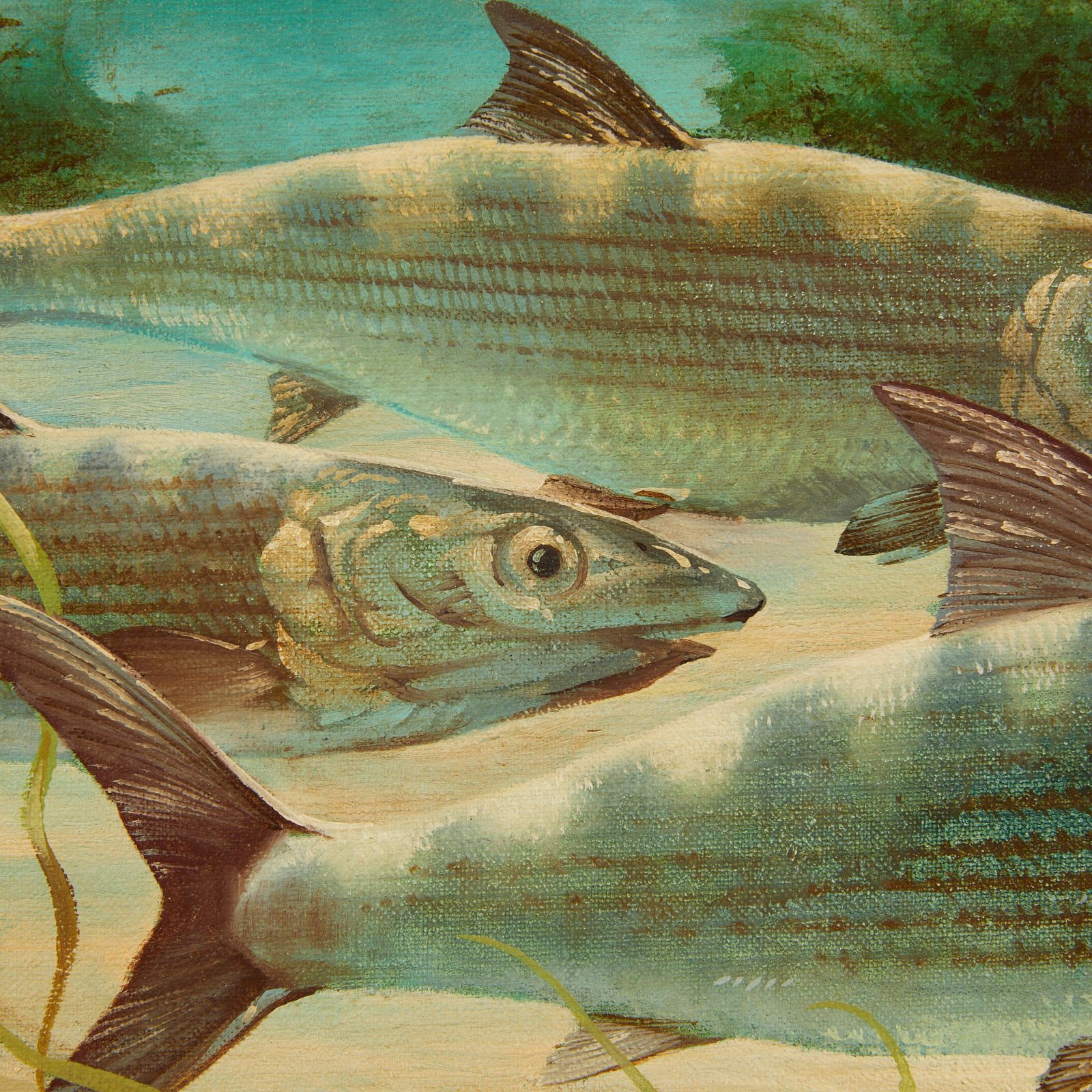 Fred Sweney | Fred Sweney Bonefish Oil Painting | MutualArt