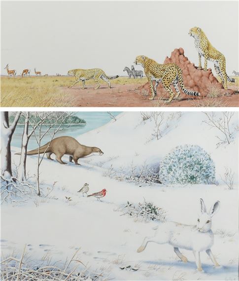 Peter Barrett | Cheetahs in the savanna; A hare and otter in a winter ...