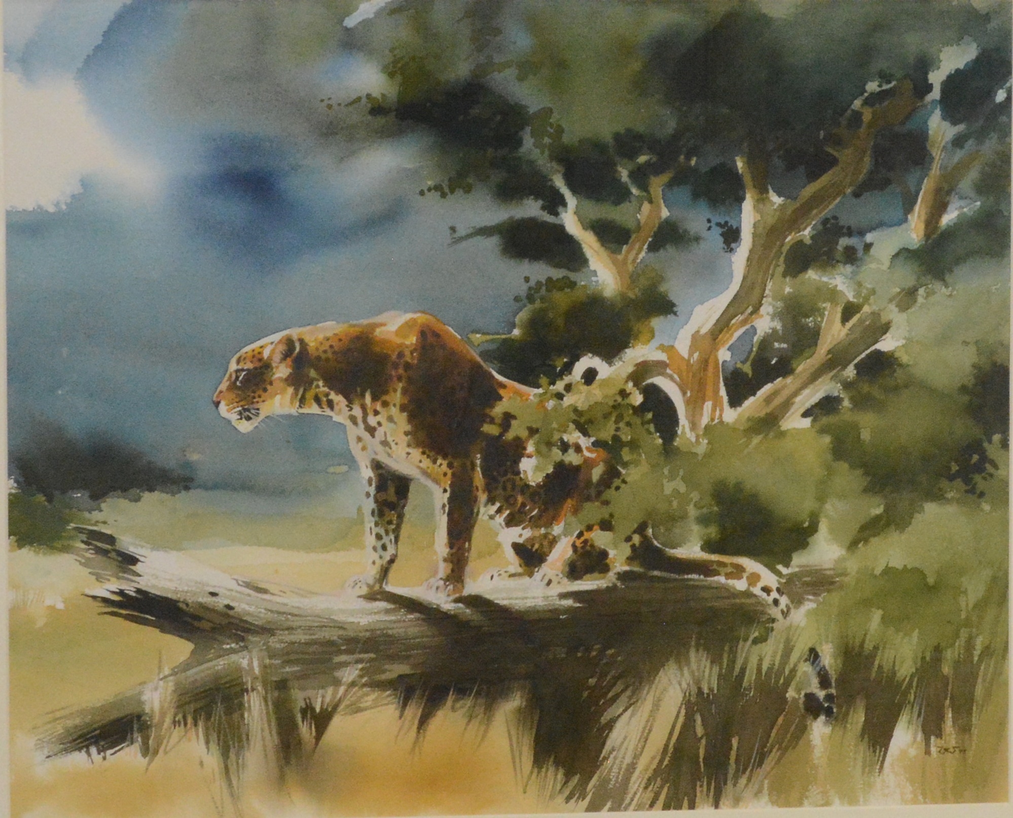 Wolfgang Weber | Leopard, and a copy of Weber's Wildlife Impressions ...