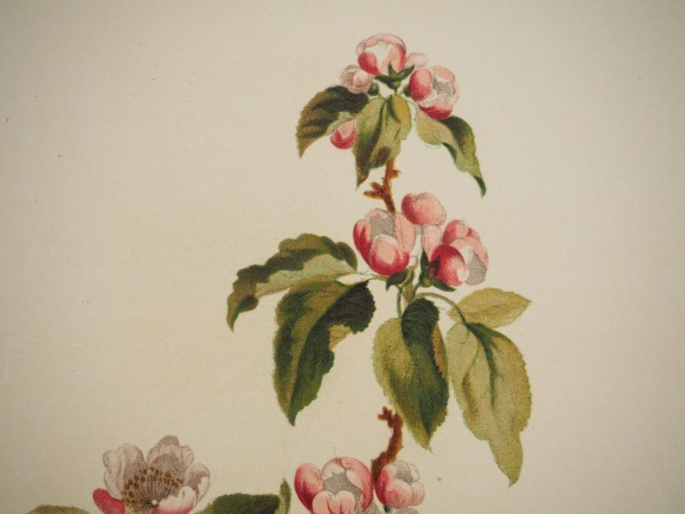 John Edwards | Fleurs et Bouquets : Fleurs de pommier (1940) | MutualArt