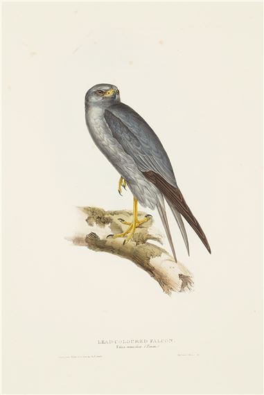 John Gould | Five Plates, from The Birds of Europe (Circa 1832) | MutualArt