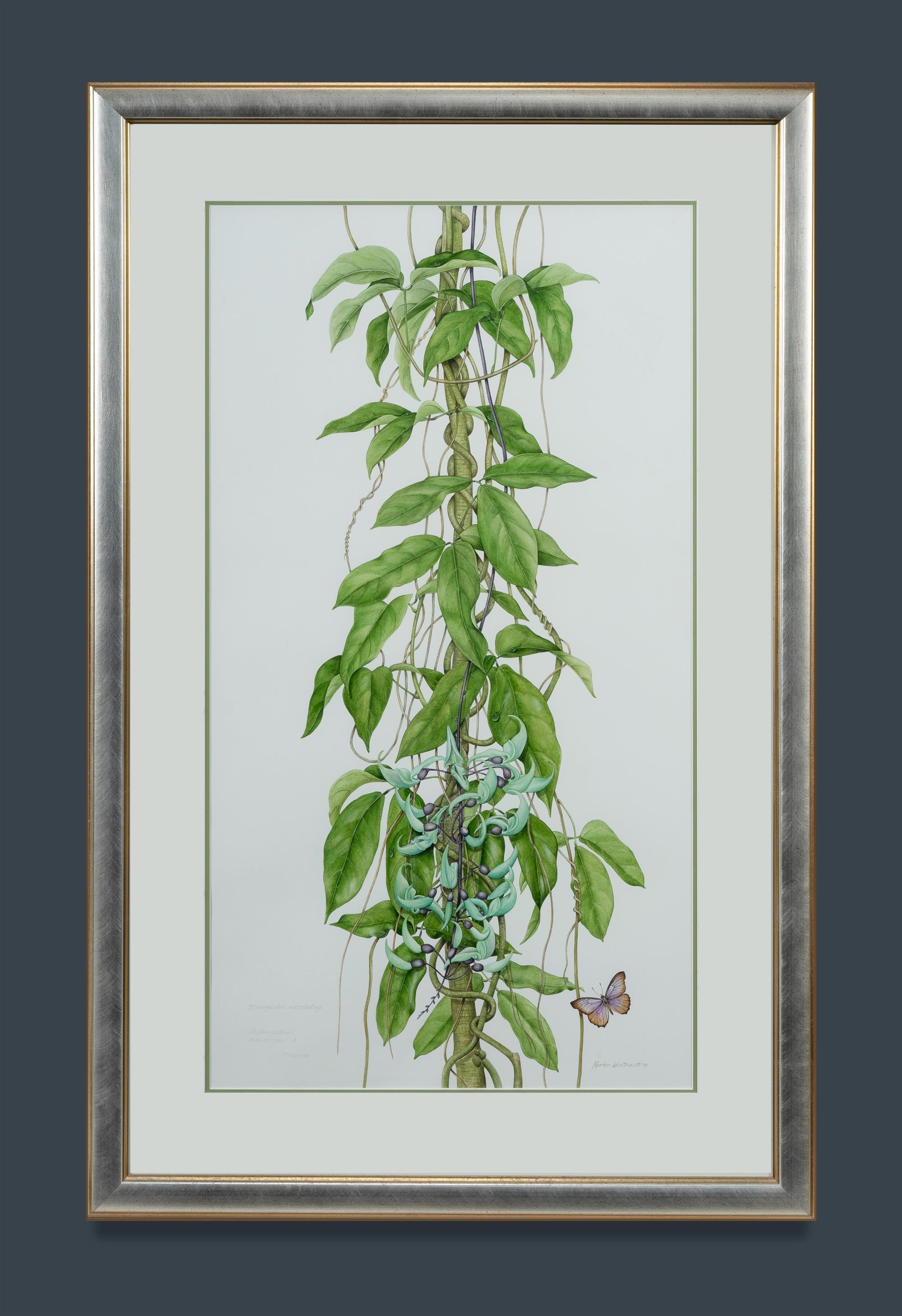 Marion Westmacott | Strongylodon Macrobotrys (Philippine Jade Vine ...