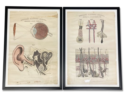 Calvin Cutter | Two Calvin Cutter Anatomical Plates | MutualArt