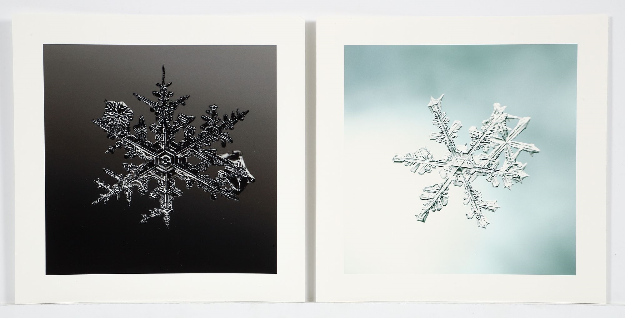 Doug & Mike Starn | Attracted to Light, Film Still #5, 2000-2005 (2000 ...