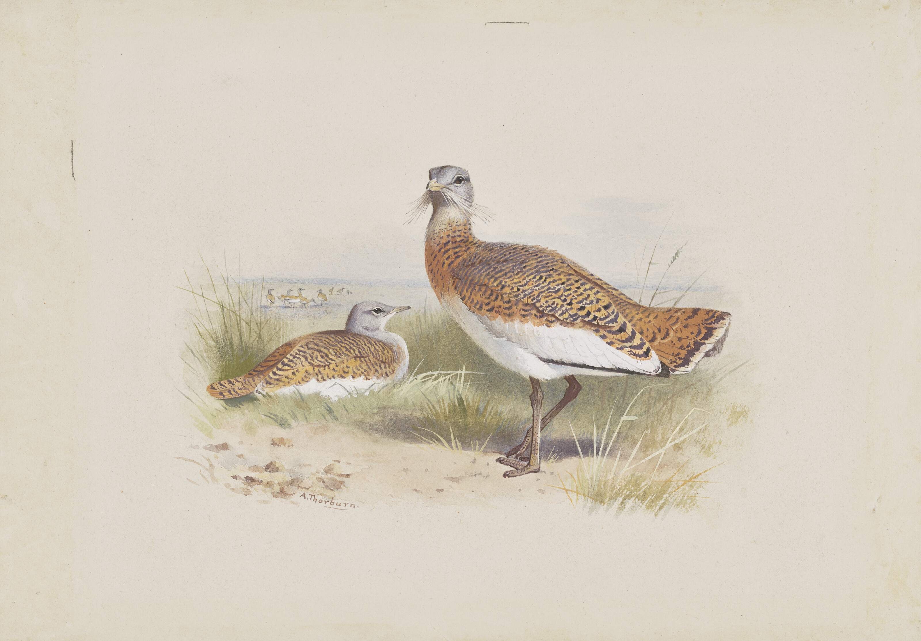 Archibald Thorburn | Great Bustards, Otis tarda | MutualArt