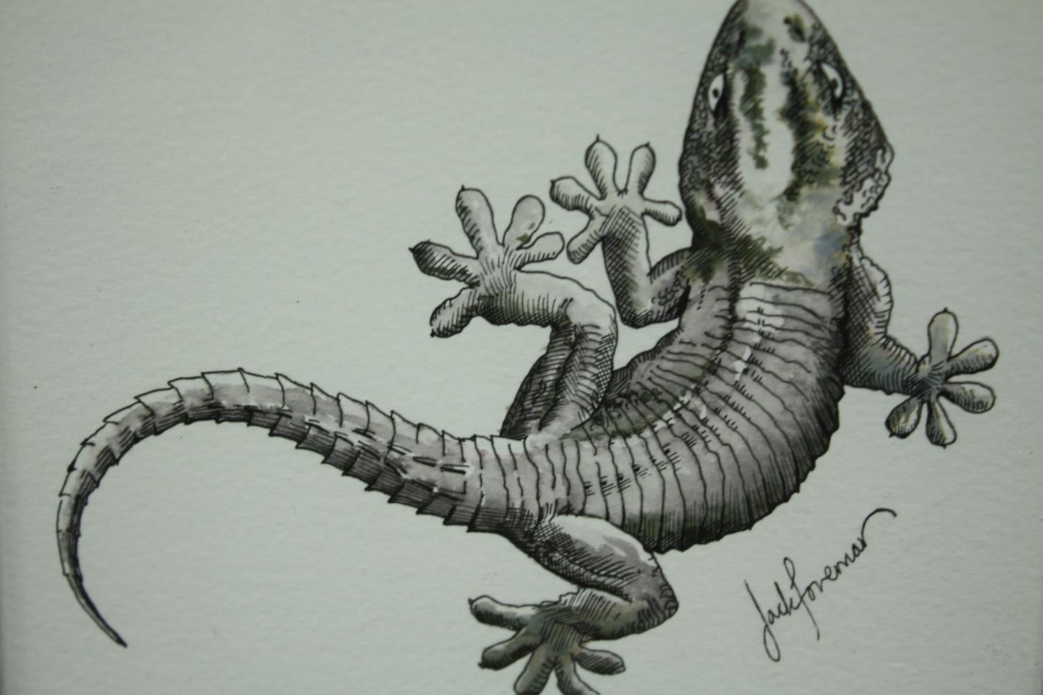 Jack Foreman | A pen and wash drawing of a lizard | MutualArt