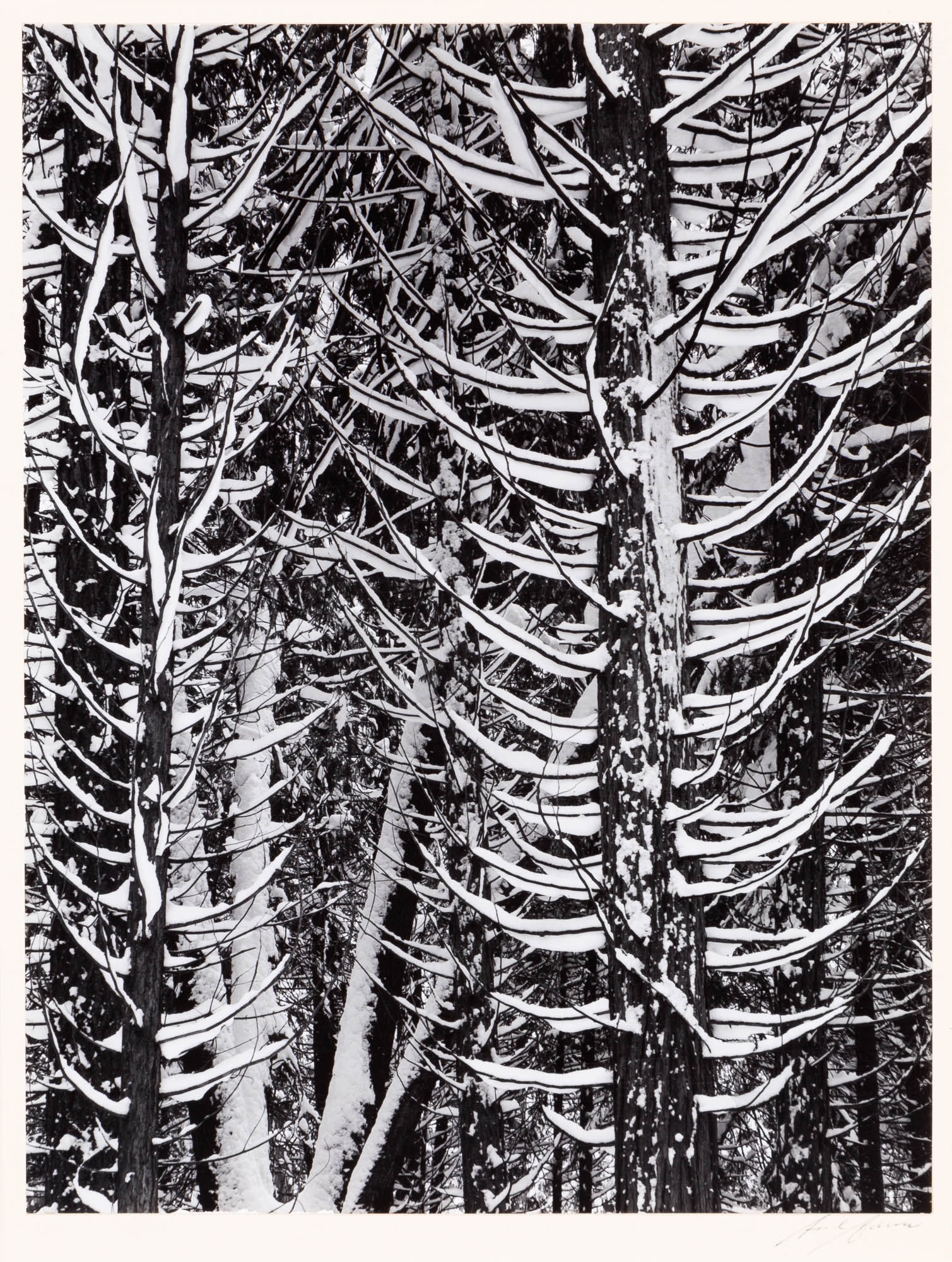 Ansel Adams | Ansel Adams, Cedar Trees, Winter (Yosemite), 1949 (1949 ...