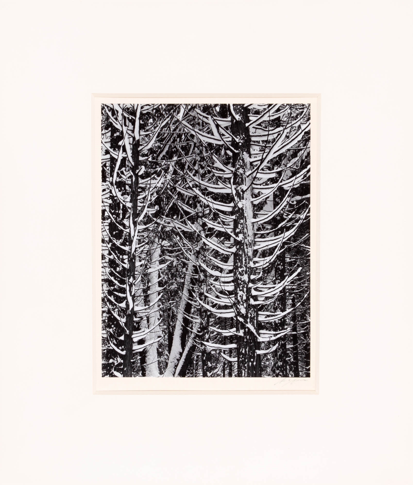 Ansel Adams | Ansel Adams, Cedar Trees, Winter (Yosemite), 1949 (1949 ...
