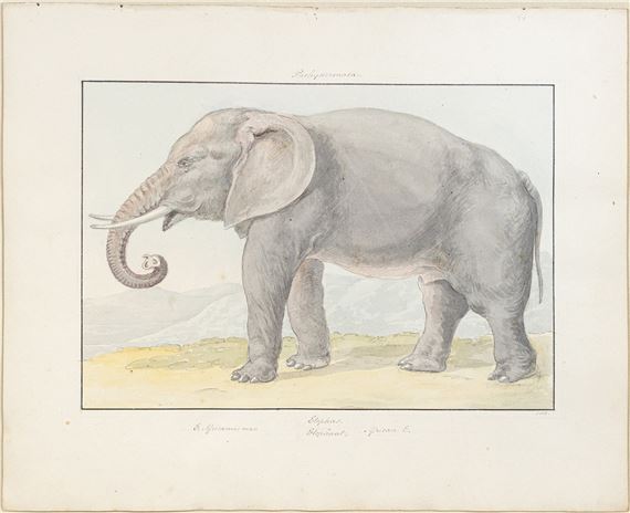 Charles Hamilton Smith | Pachydermata (1797) | MutualArt